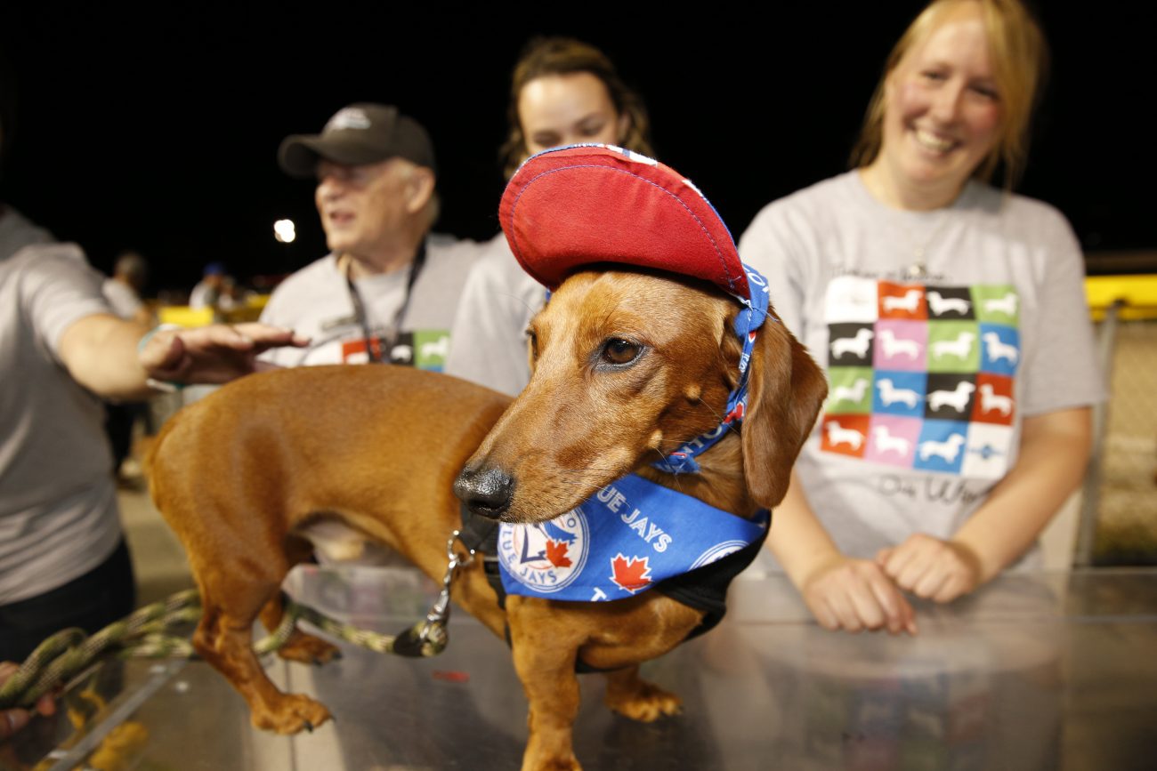 Wiener Dog Race - Grand River Raceway