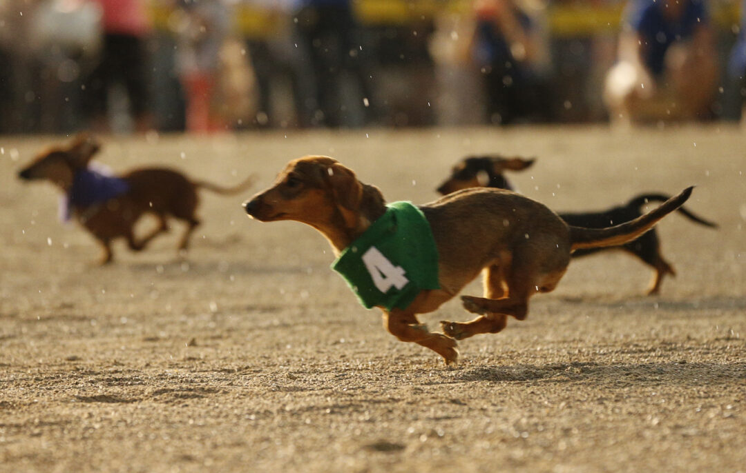Wiener Dog Race 2024 - Grand River Raceway
