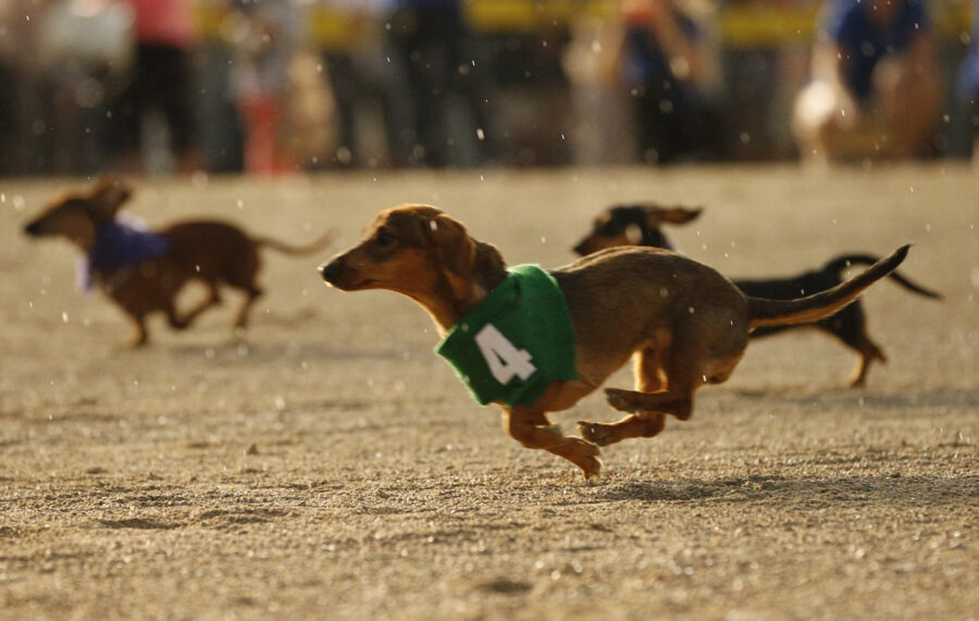 Wiener Dog Race 2024 - Grand River Raceway