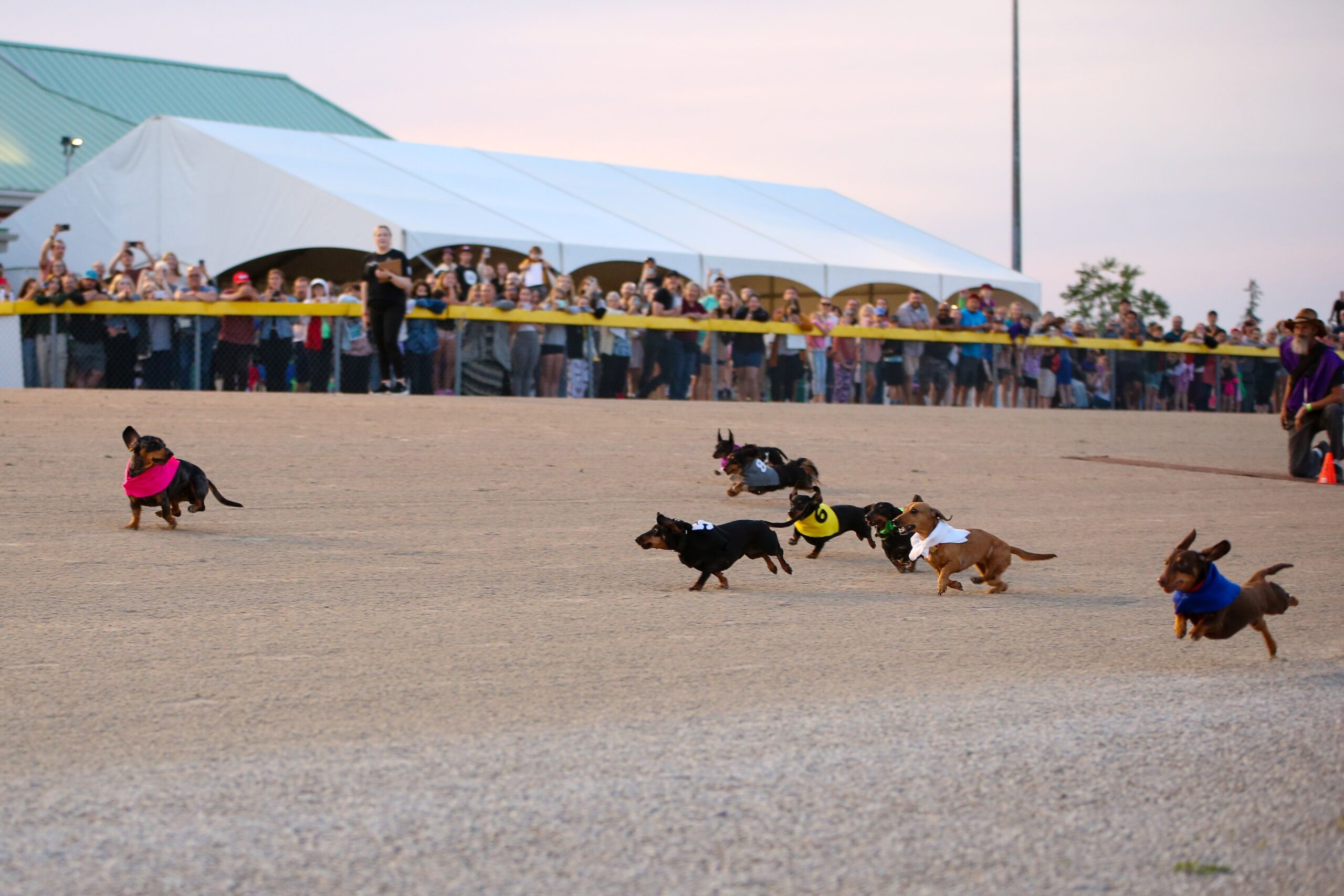 Grand River Raceway Wiener Dog Races welcome new presenting sponsor ...